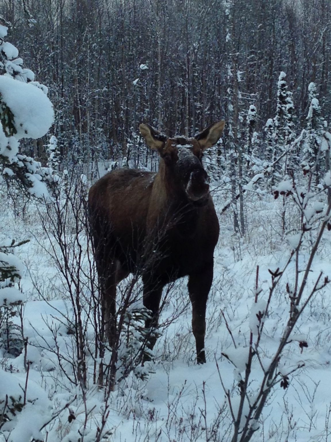 Coexisting with Moose, Rabbits, and Voles in Your Landscape - GAGE TREE ...