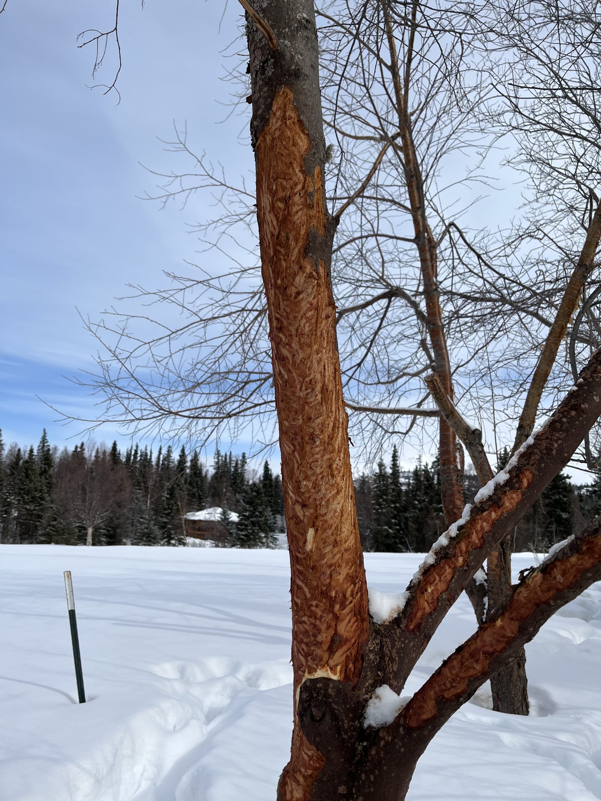 Coexisting with Moose, Rabbits, and Voles in Your Landscape - GAGE TREE ...