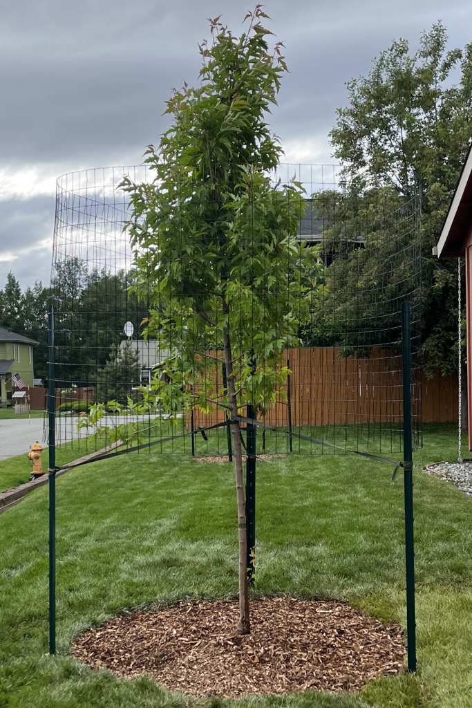 Coexisting with Moose, Rabbits, and Voles in Your Landscape - GAGE TREE ...