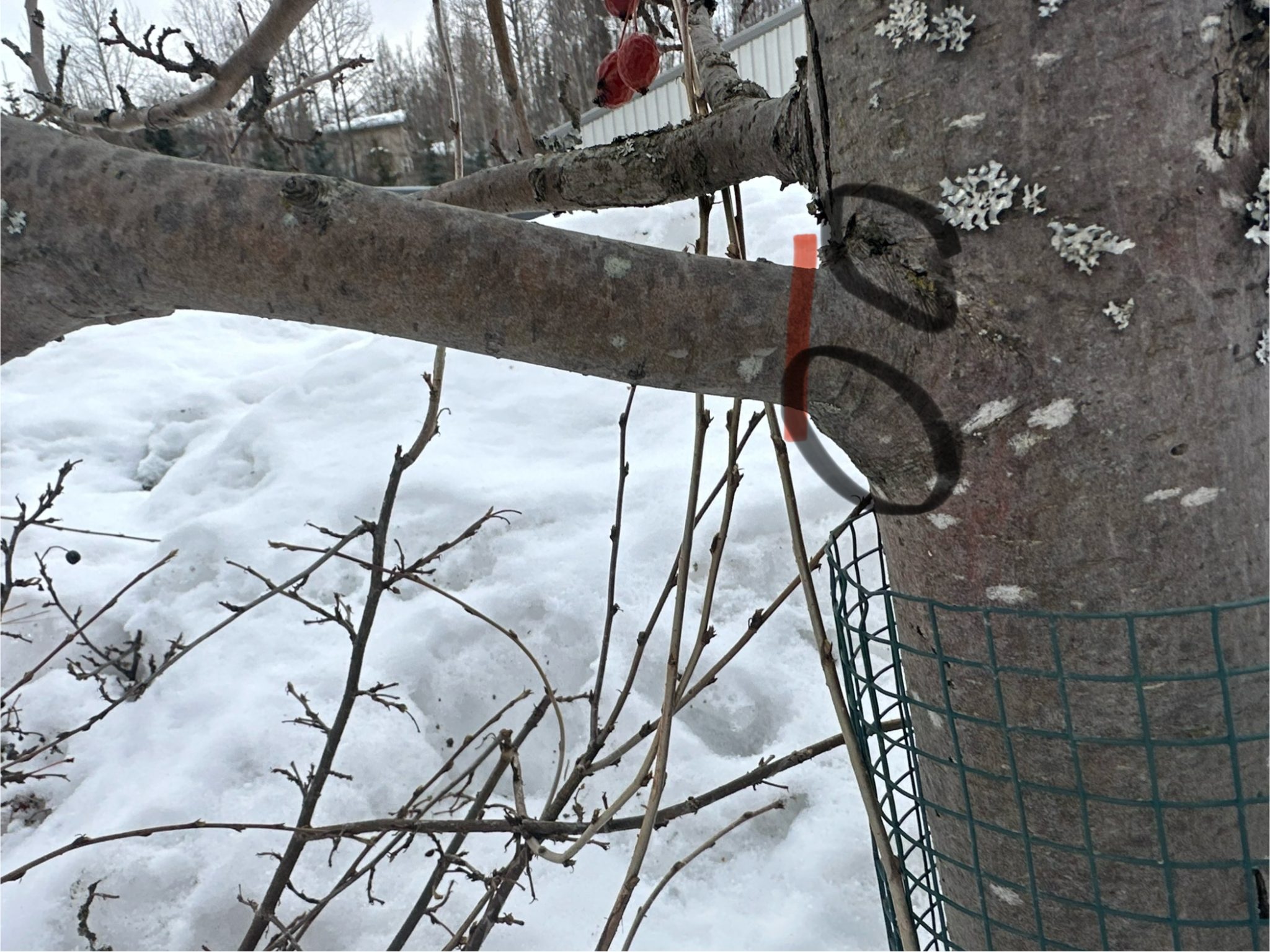 Oh Snap! A Homeowner's Guide to Tree Care After Damage - GAGE TREE SERVICE