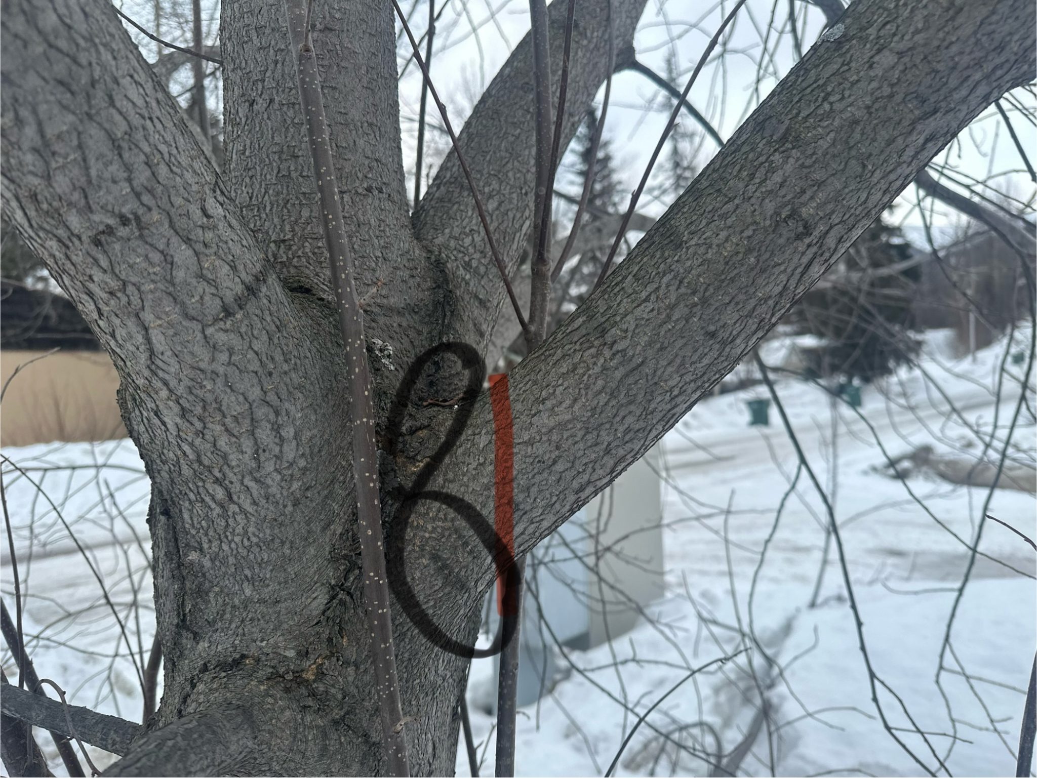 Oh Snap! A Homeowner's Guide to Tree Care After Damage - GAGE TREE SERVICE