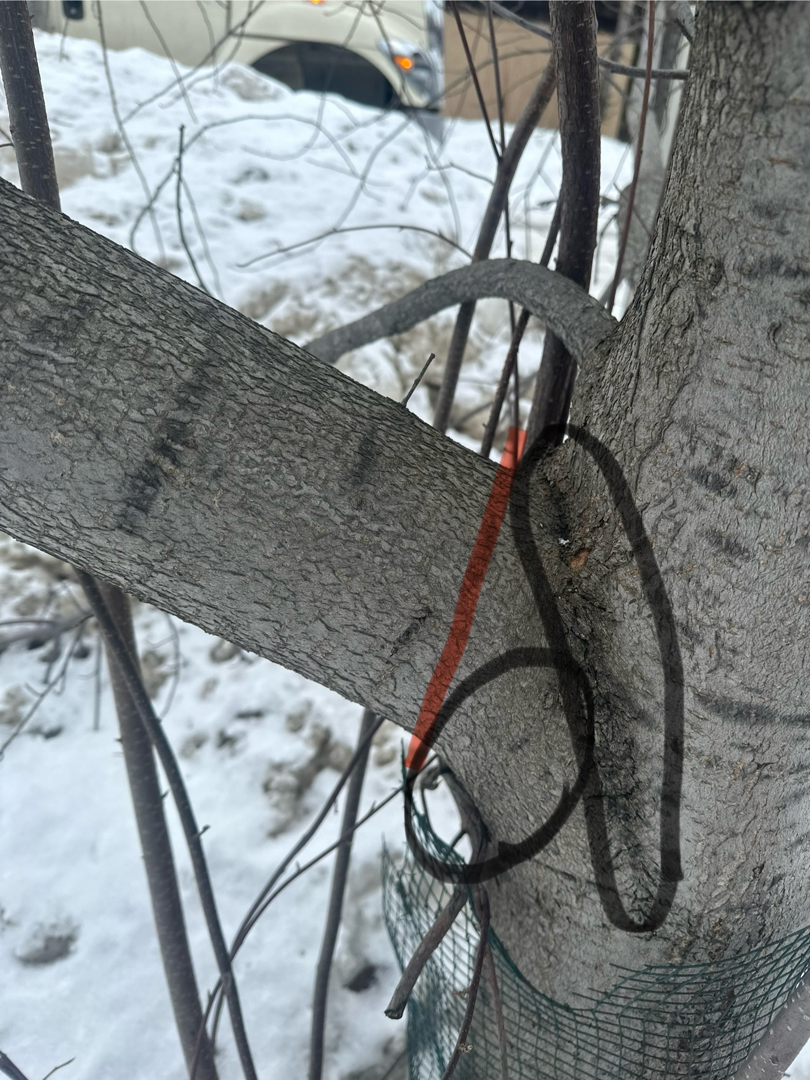 Oh Snap! A Homeowner's Guide to Tree Care After Damage - GAGE TREE SERVICE