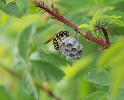 Gage Tree Service | Anchorage, Wasilla AK | Tree Care, Pest Control